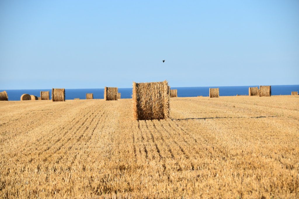 Cara Fermentasi Jerami Padi