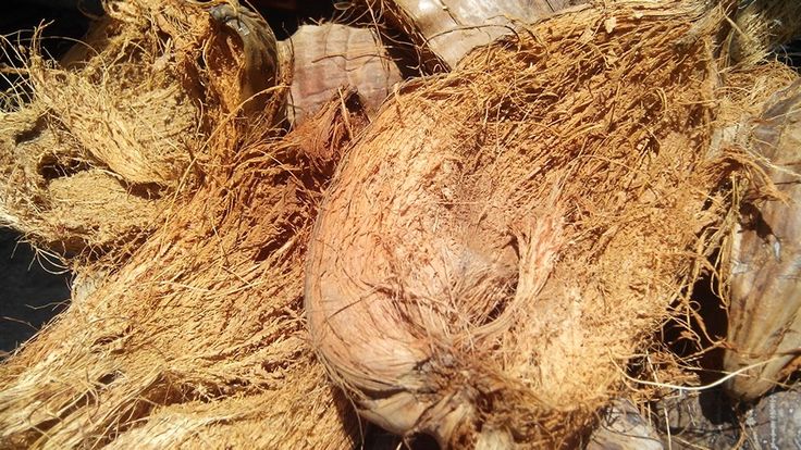 Analisis Bisnis Sabut Kelapa untuk Keberlanjutan Lingkungan