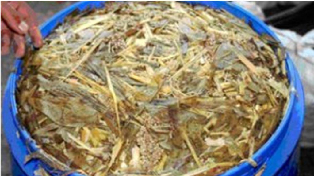 Pembuatan Silase Rumput Berkualitas untuk Ternak Sehat